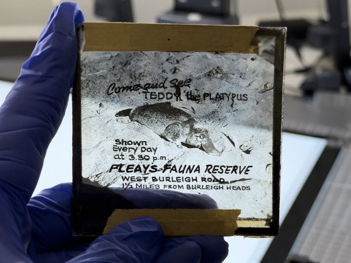 Lantern slides and platypus diplomacy: David Fleay’s legacy at the ...