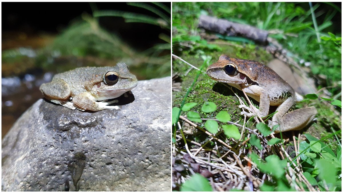 Hybrid frogs discovered: A hidden threat to an endangered frog - The ...