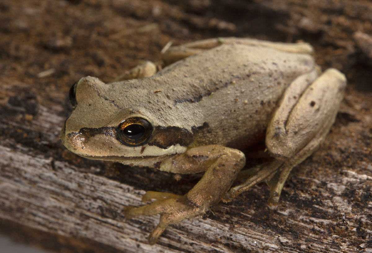 What’s in a whistle? Your go-to guide for telling frog whistles apart ...