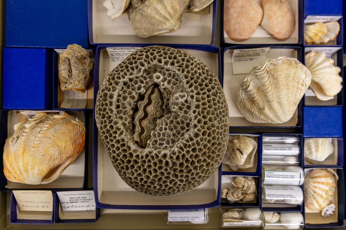 Malacology - The Australian Museum