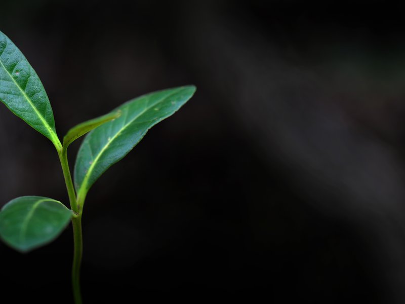 The Crazy World of Chlorophyll - The Australian Museum