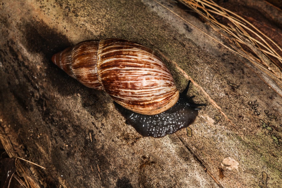 Land snails of Lord Howe Island - The Australian Museum