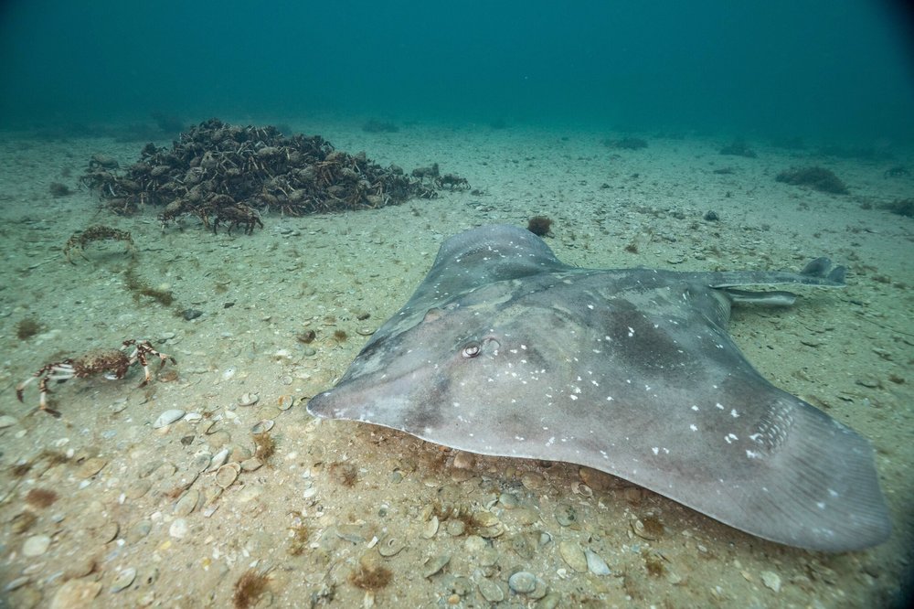 Fantastical Sharks & Rays - The Australian Museum