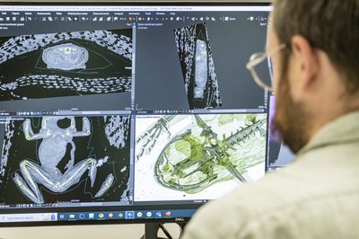 Thomas Peachey - The Australian Museum