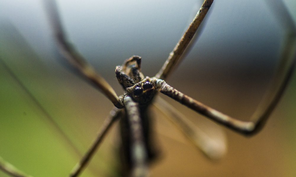 The features of spiders - The Australian Museum