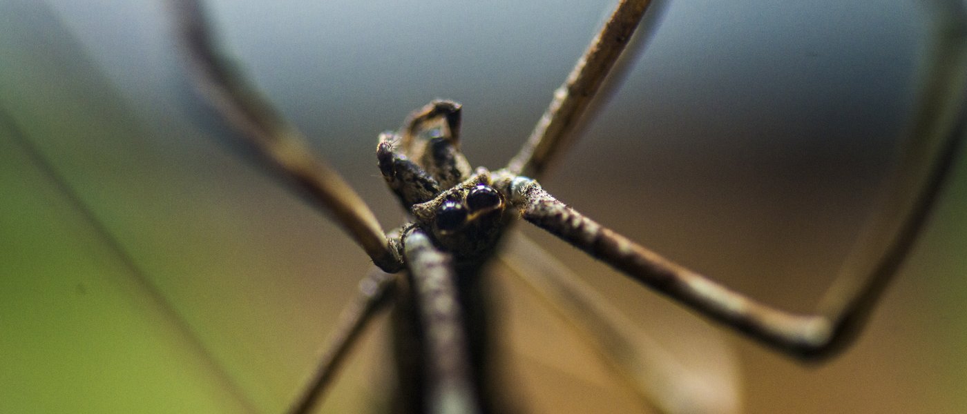 The features of spiders - The Australian Museum