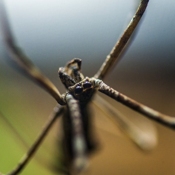 The features of spiders - The Australian Museum