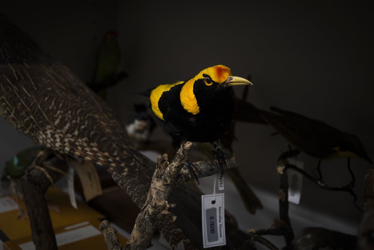 Ornithology - The Australian Museum