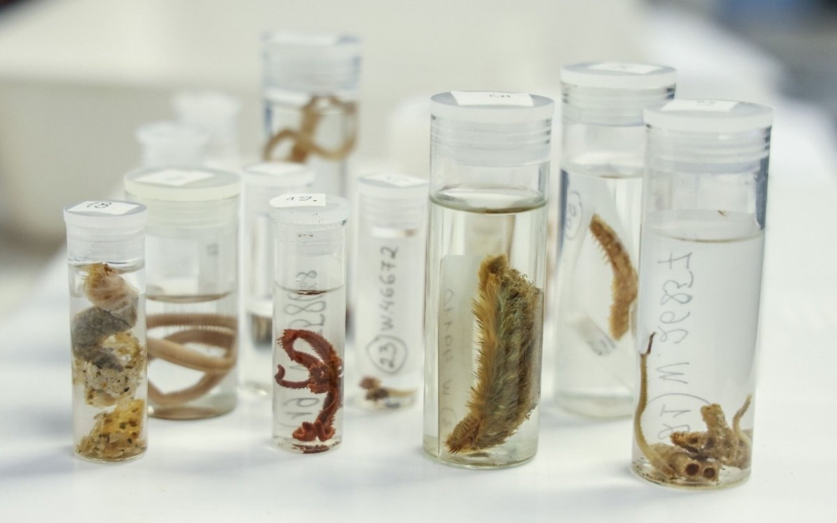 How to know your worms: A workshop run by AM worm wizards - The ...
