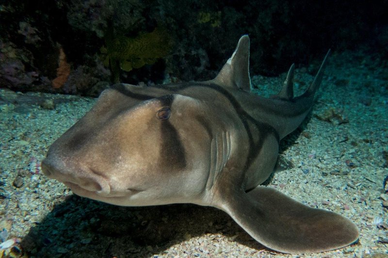 The Mini Museum: Caring for our Coast - The Australian Museum