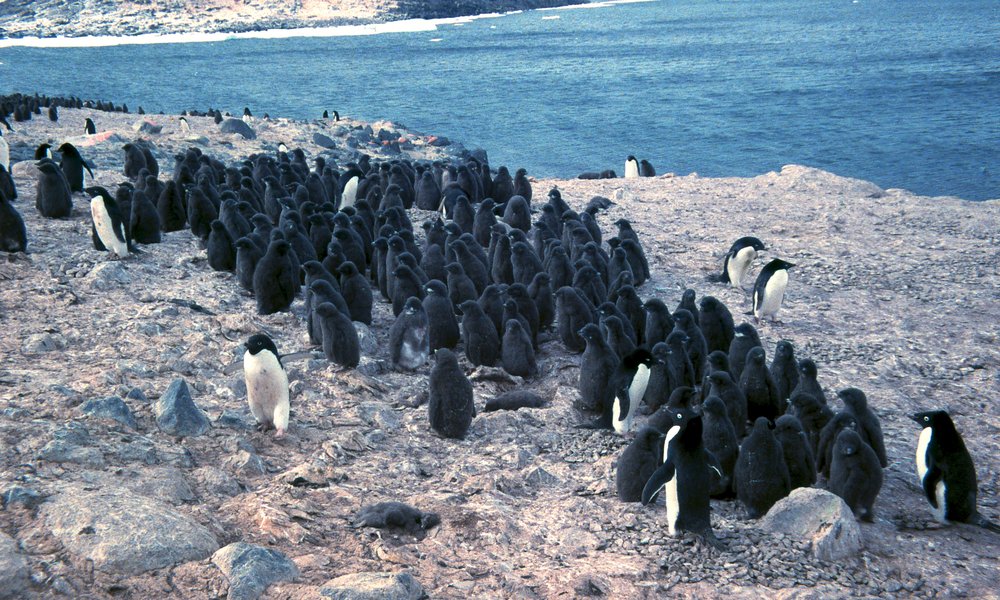The features of penguins - The Australian Museum