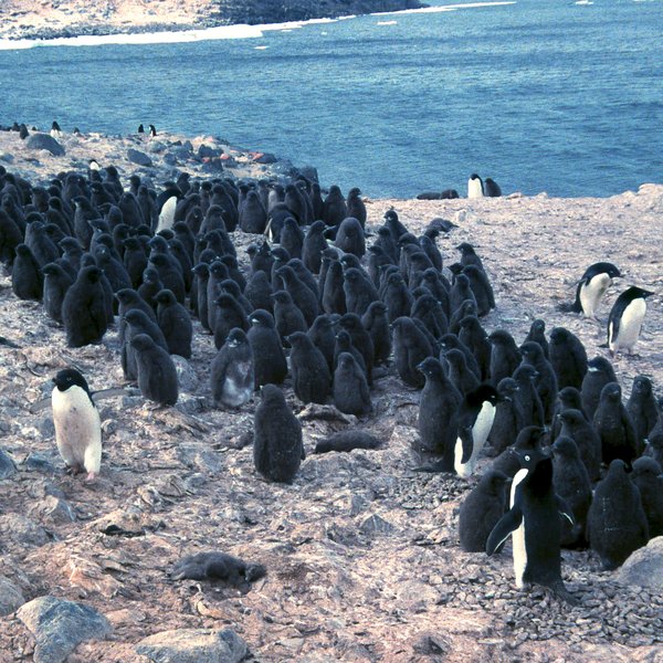 The features of penguins - The Australian Museum