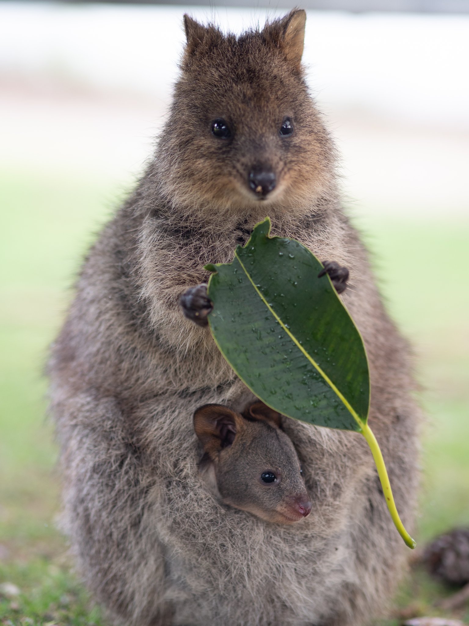Hábitat Del Quokka