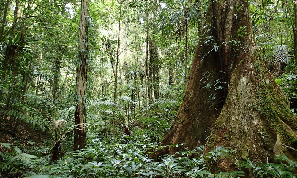 What is rewilding? - The Australian Museum