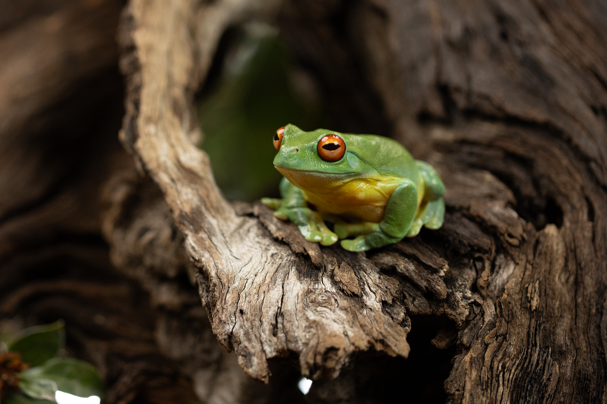 Member Families: Frogs, Lizards and Creepy Crawlies - The Australian Museum