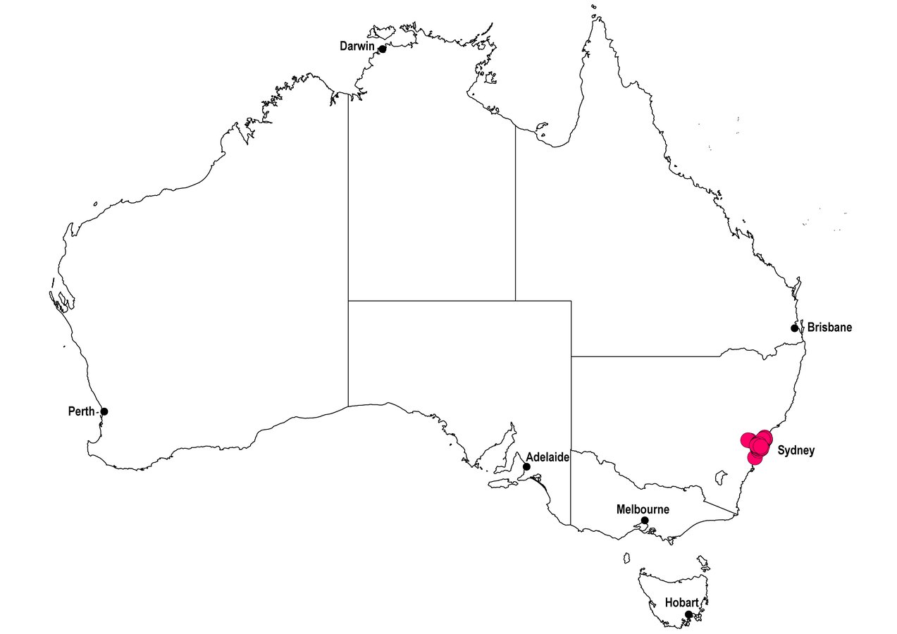 Sydney Funnel-web Spider, Atrax robustus - The Australian Museum