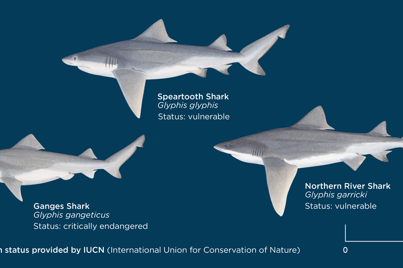 Sharks: Primary unit - The Australian Museum