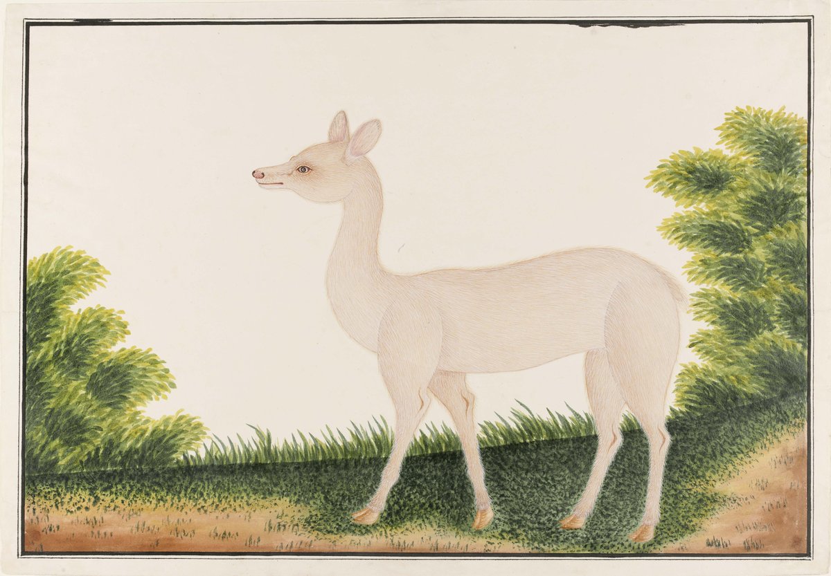 Tails from the Coasts - The Australian Museum