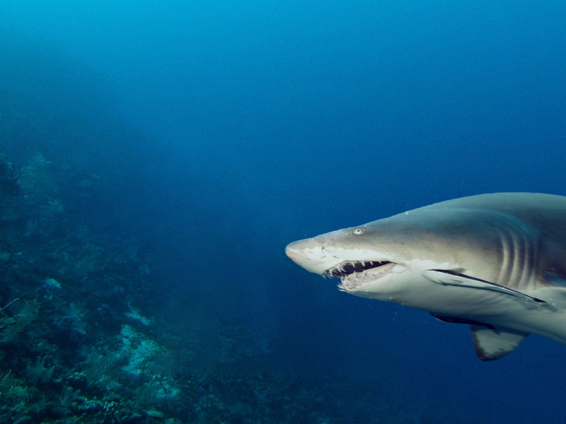 Meet the Experts – Sharks - The Australian Museum