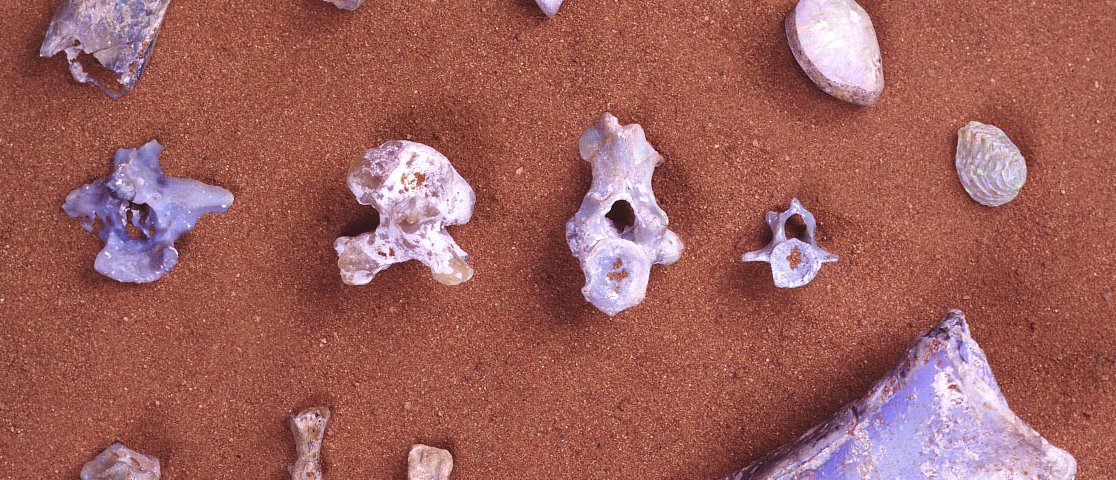 Make your own impression fossil - The Australian Museum