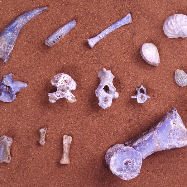 Make your own impression fossil - The Australian Museum