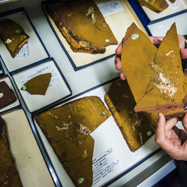 Learn how to classify fossils - The Australian Museum