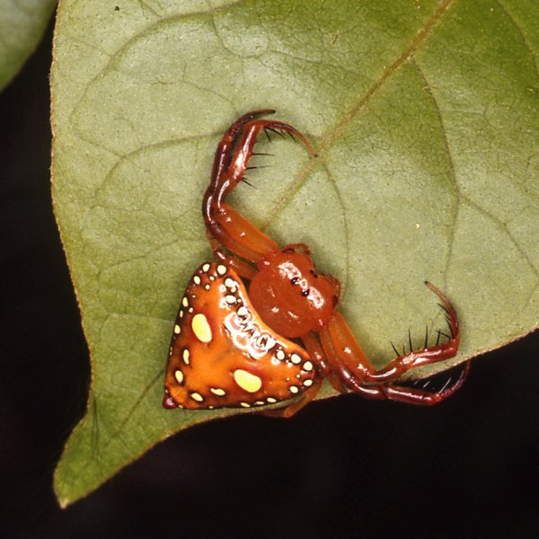 Learn how to classify spiders - The Australian Museum