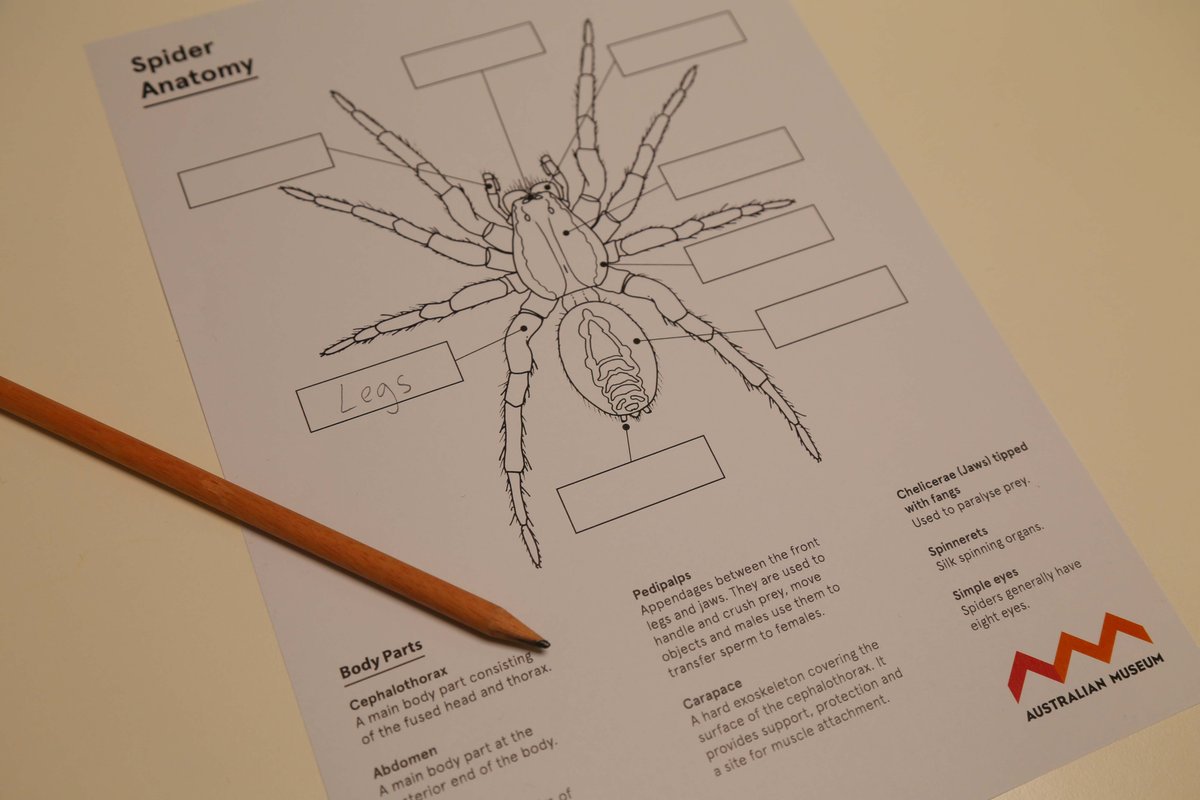 The features of spiders - The Australian Museum