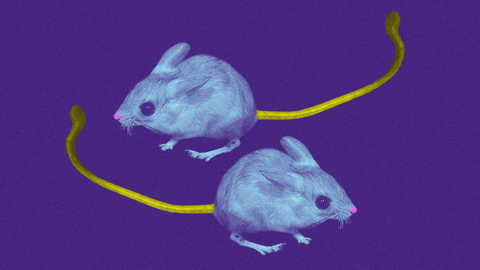 Nocturnal Worlds podcast - The Australian Museum