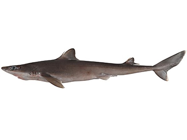 Fantastical Sharks & Rays - The Australian Museum