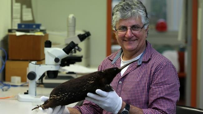 Professor Stephen Donnellan - The Australian Museum