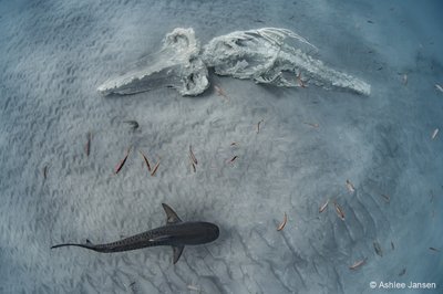 Sharks: Secondary unit - The Australian Museum