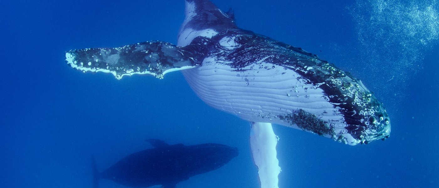 Whales find-a-word - The Australian Museum