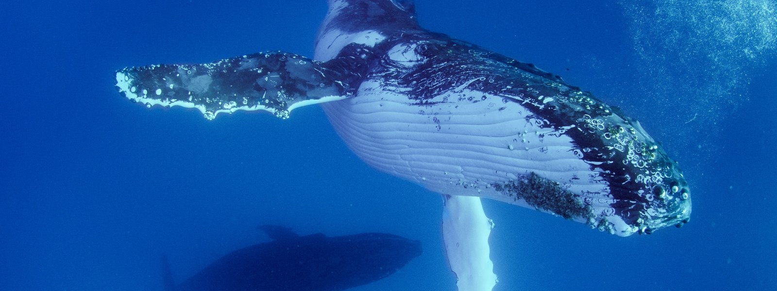 Whales find-a-word - The Australian Museum