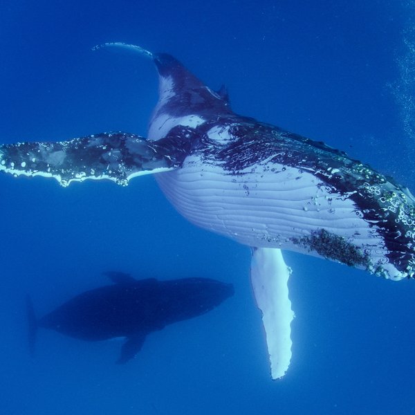 Whales find-a-word - The Australian Museum