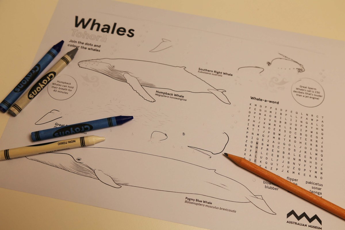 Whales find-a-word - The Australian Museum