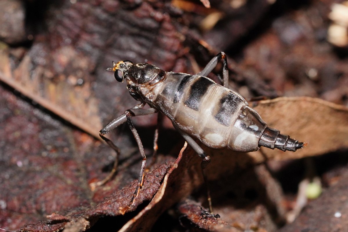 Autumn common enquiries