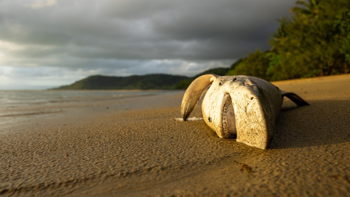 Crocodiles, coral and kangaroos…free nature photography exhibition ...