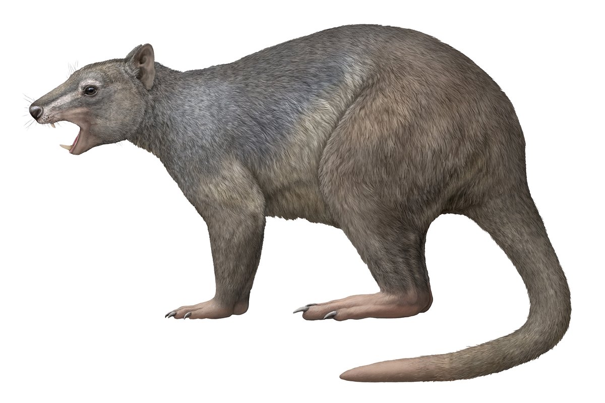 Prehistoric Australia - The Australian Museum