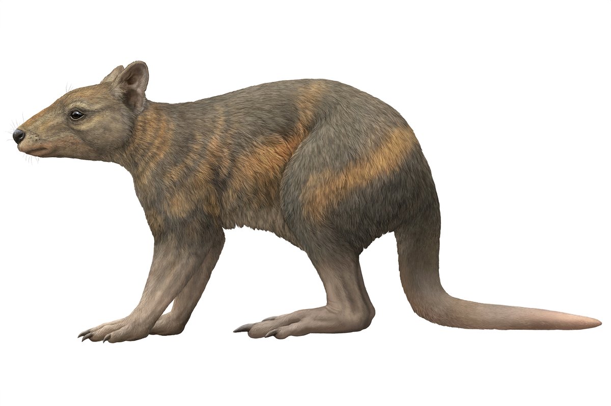 Prehistoric Australia - The Australian Museum