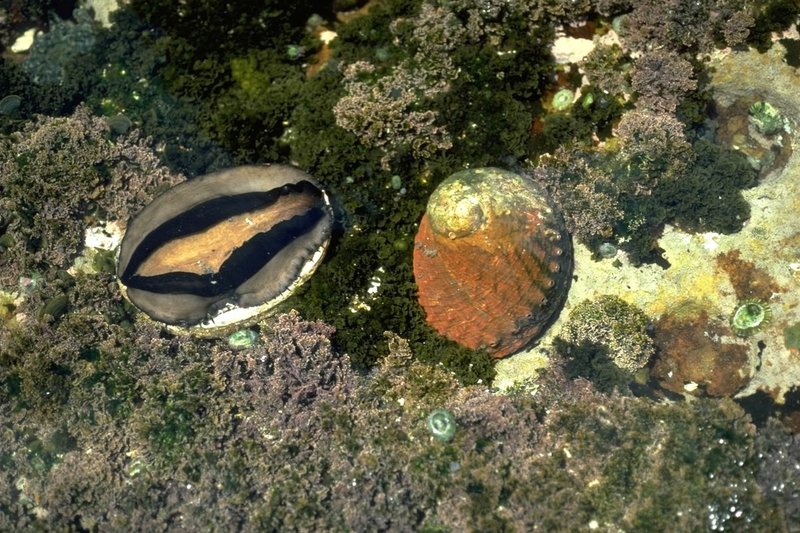 The Mini Museum: Caring for our Coast - The Australian Museum