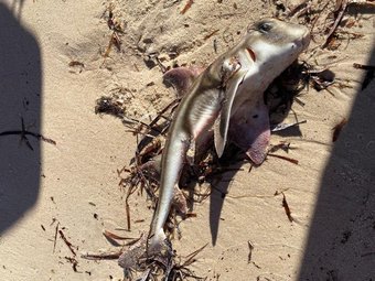 Hundreds of marine species suffocate in toxic algae - The Australian ...