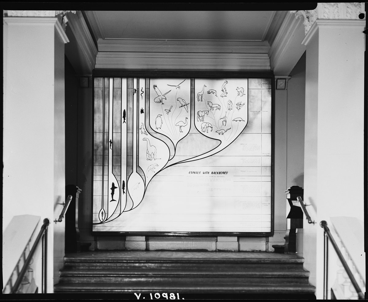 Museum displays: Invertebrate and Vertebrate Tree - The Australian ...