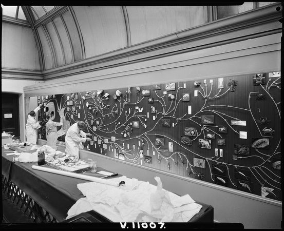 Museum displays: Invertebrate and Vertebrate Tree - The Australian ...