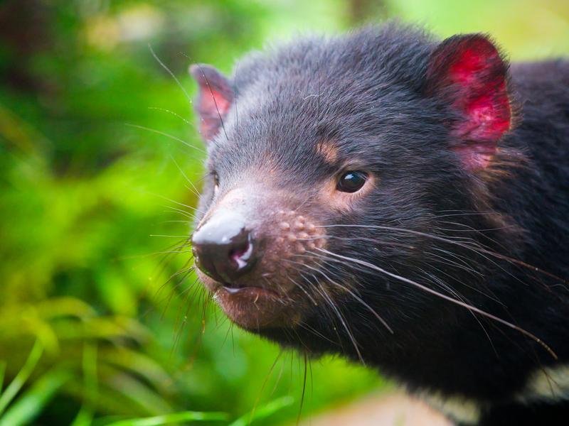 Baby blitz set to continue with 'gnarly' devils - The Australian Museum ...