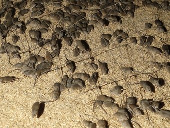 Early warning signs another mouse plague is on the way - The Australian ...