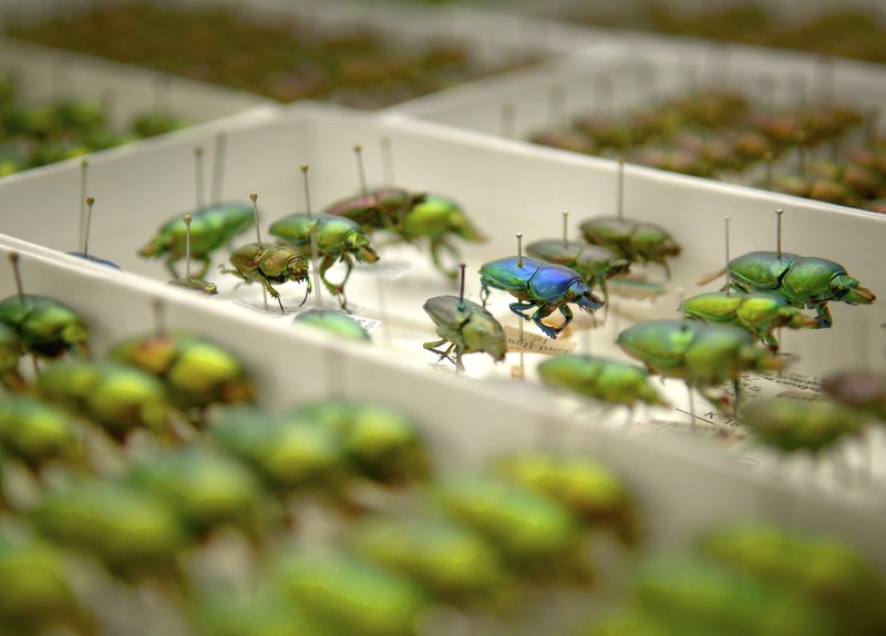 Entomology - The Australian Museum