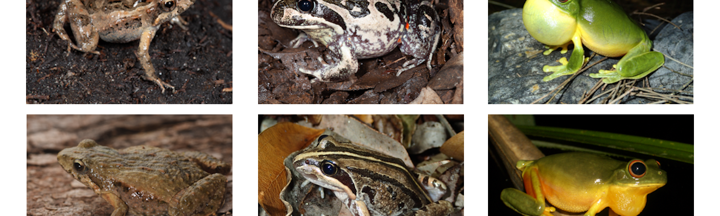 Meet the Experts – FrogID Week - The Australian Museum