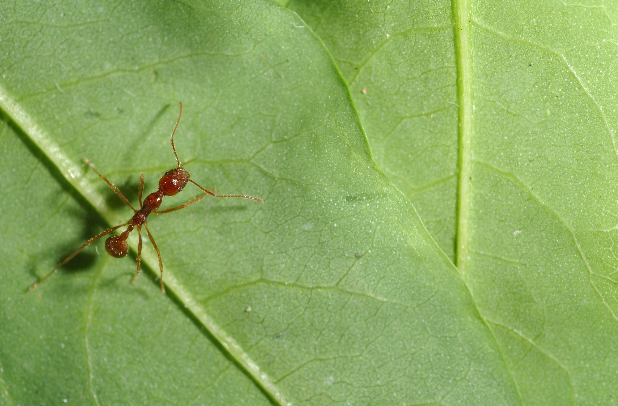 Object and species identification - The Australian Museum