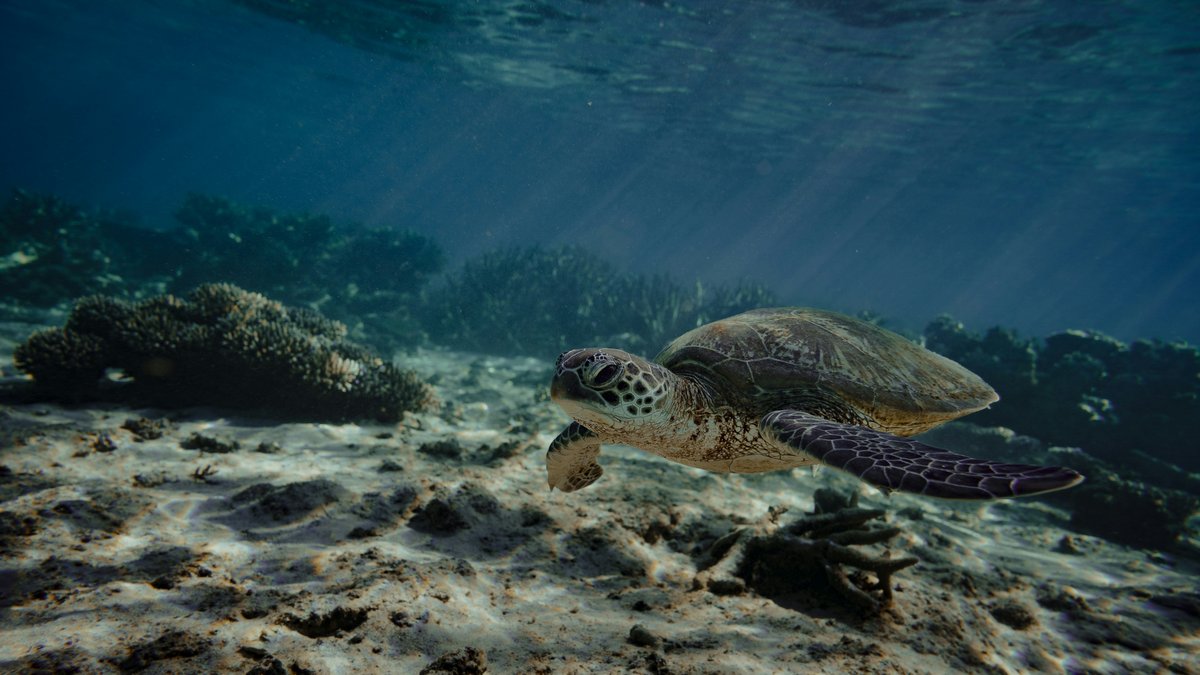 ShellBank: Detecting and protecting turtles around Australia - The ...